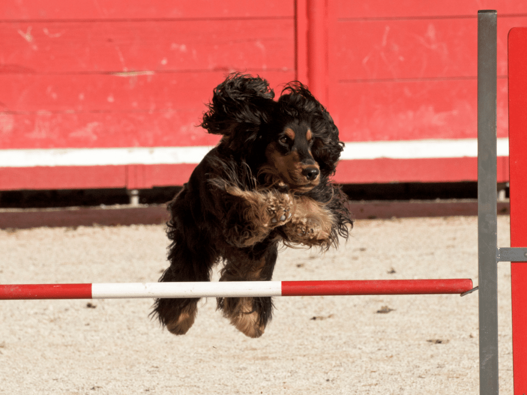 Tout savoir sur le Cocker Anglais