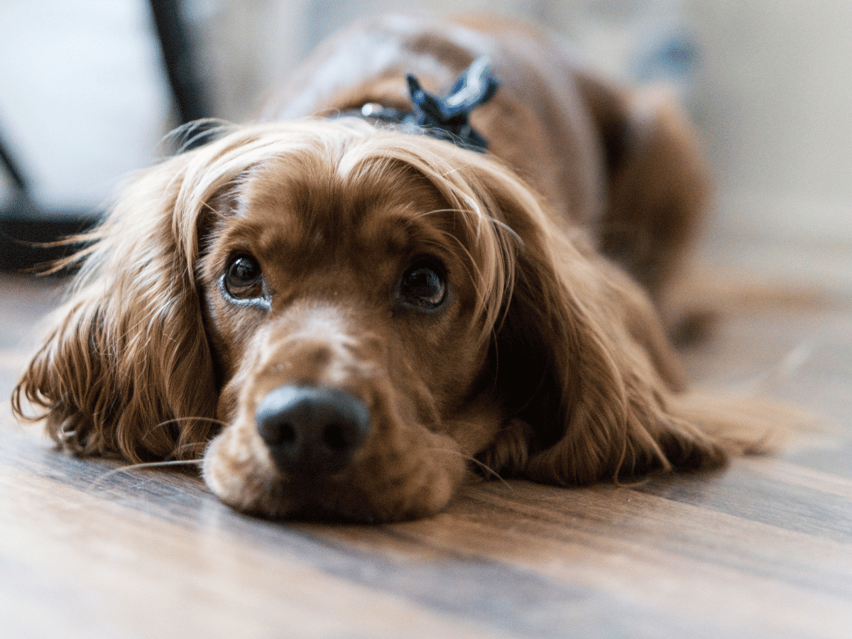 Tout savoir sur le Cocker Anglais