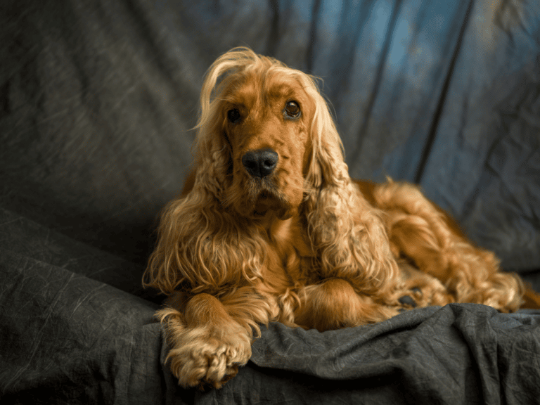 Tout savoir sur le Cocker Anglais