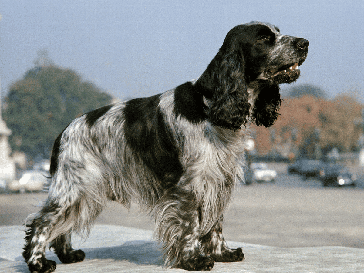 Cocker Anglais Bleu