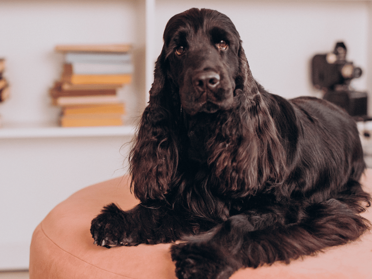 Cocker Anglais Chocolat