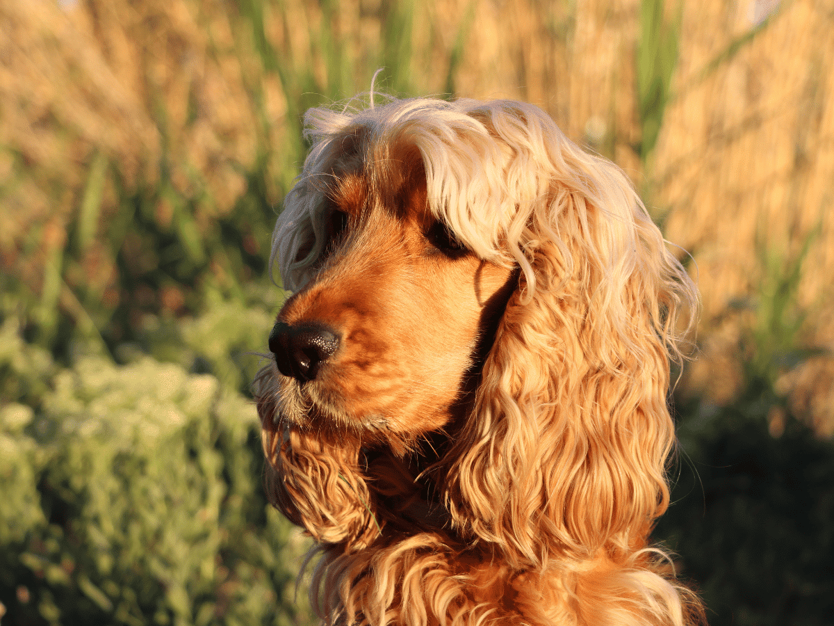 Cocker Anglais Golden