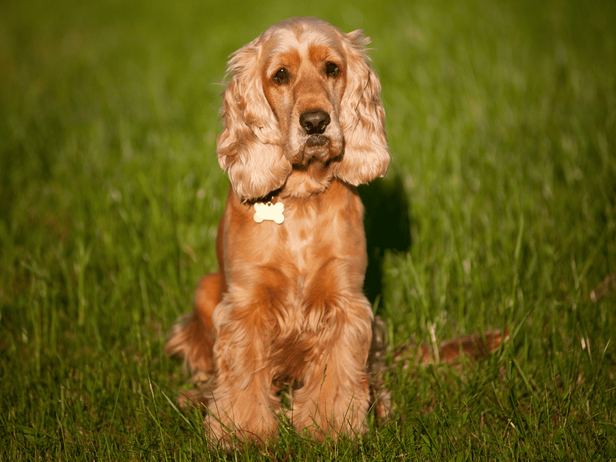 Cocker Anglais Golden