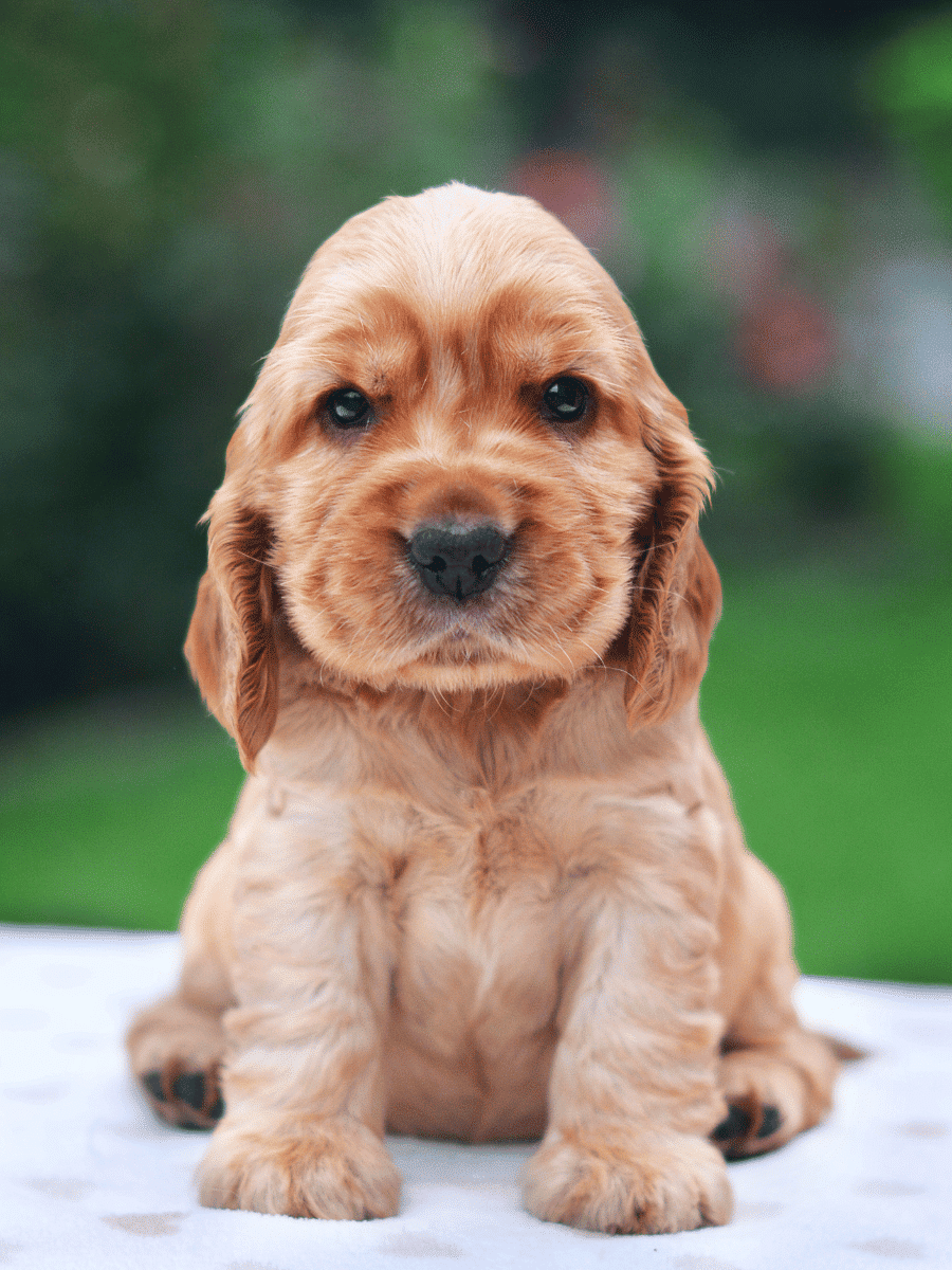 Cocker Anglais Golden