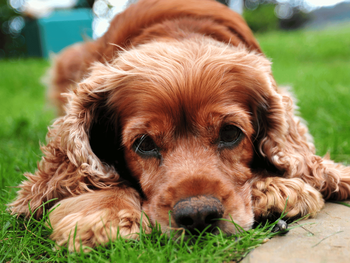 Cocker Anglais Golden