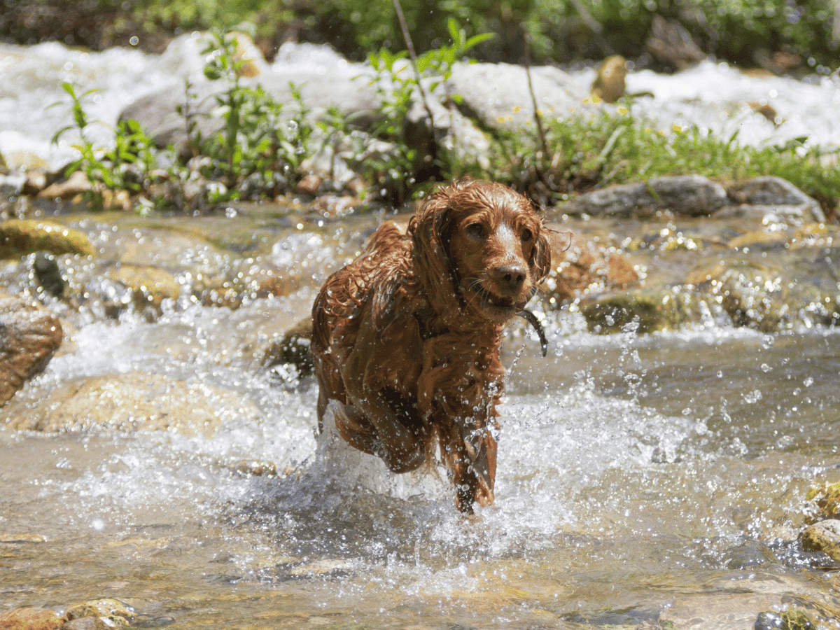 Cocker Anglais Golden