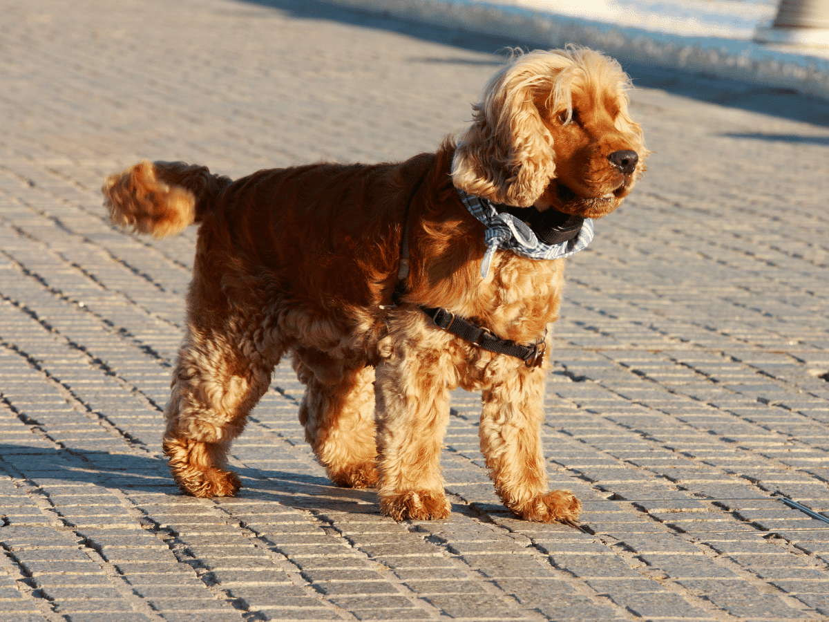 Cocker Anglais Golden