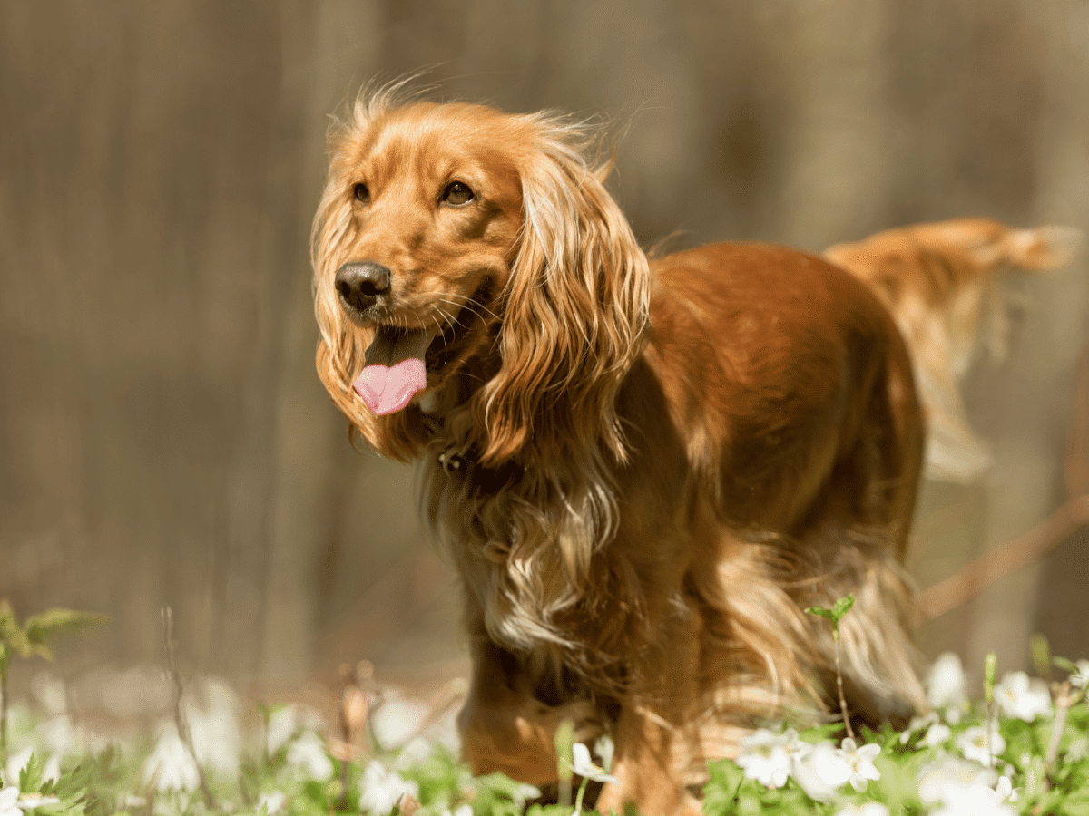 Cocker Anglais Golden
